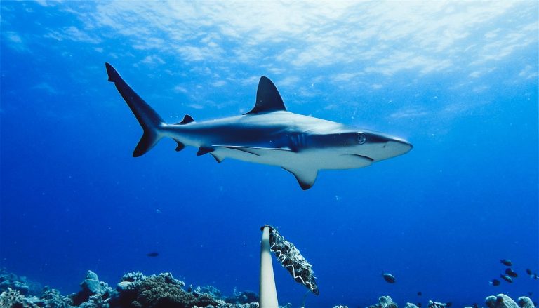 Los tiburones más increíbles de la República Dominicana y dónde verlos ...